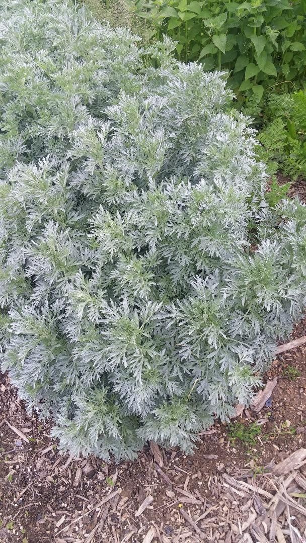 תויון Alpha & Beta thujones - על עלים