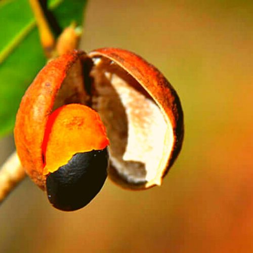 Copaiba, Copaifera officinalis, reticulate - על עלים